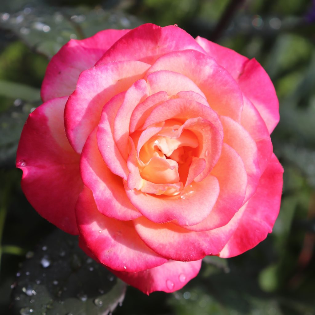 The Most Popular Wedding Flowers & When They Are Available - Walter ...